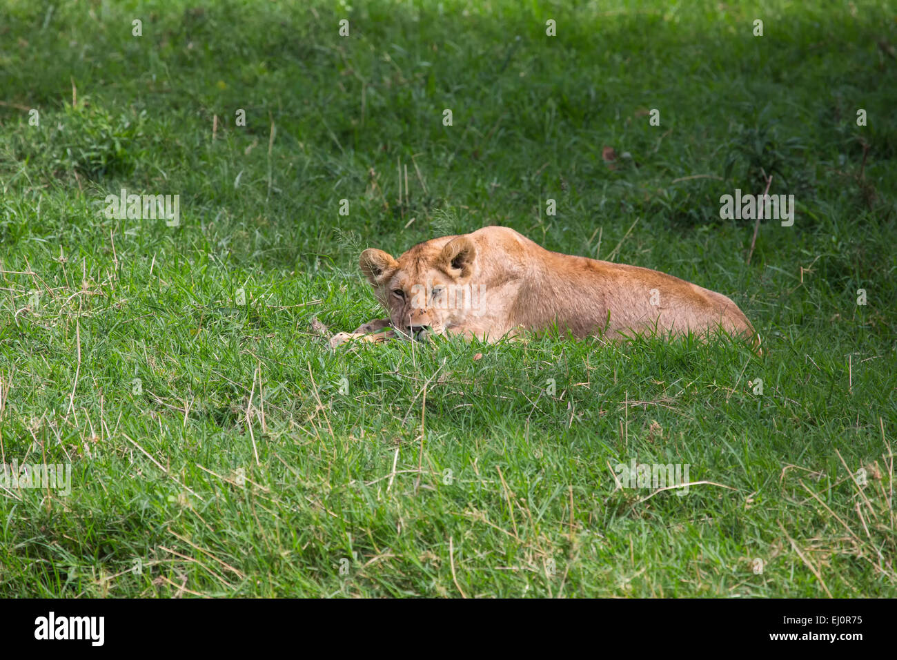 Africa, lion, panthera leo, travel, savanna, Serengeti, mammals ...