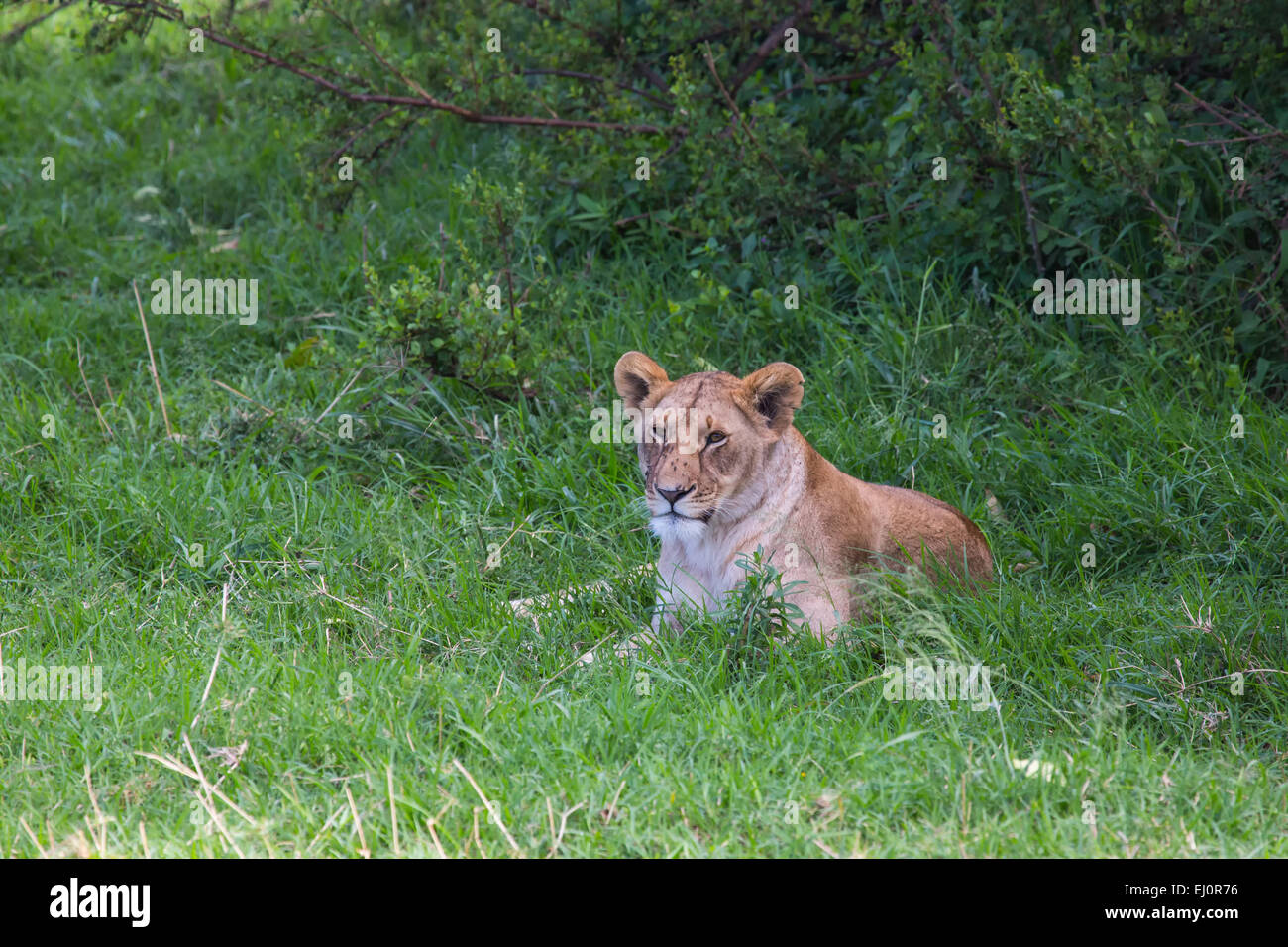 Africa, lion, panthera leo, travel, savanna, Serengeti, mammals ...