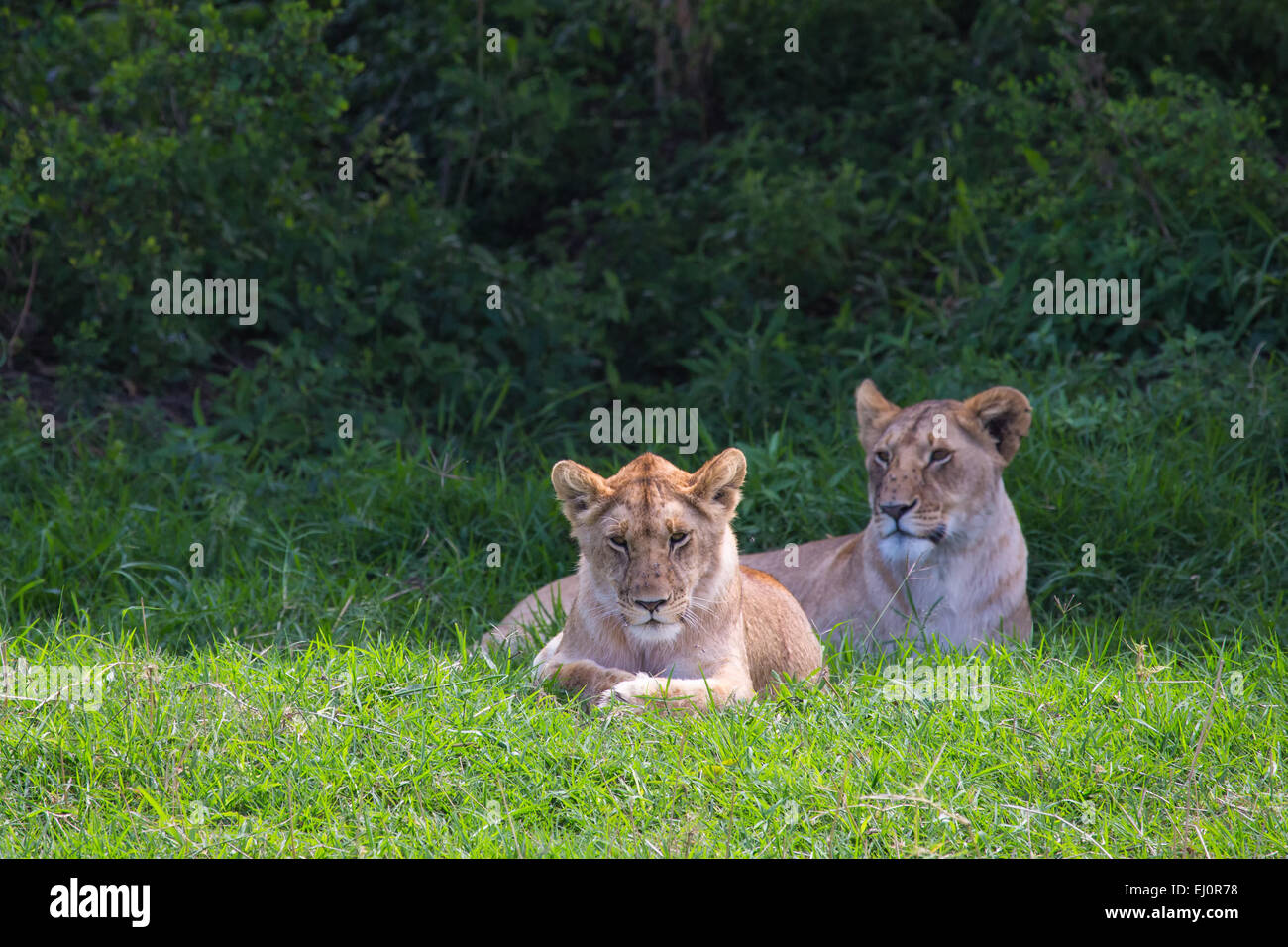 Africa, lion, panthera leo, travel, savanna, Serengeti, mammals ...