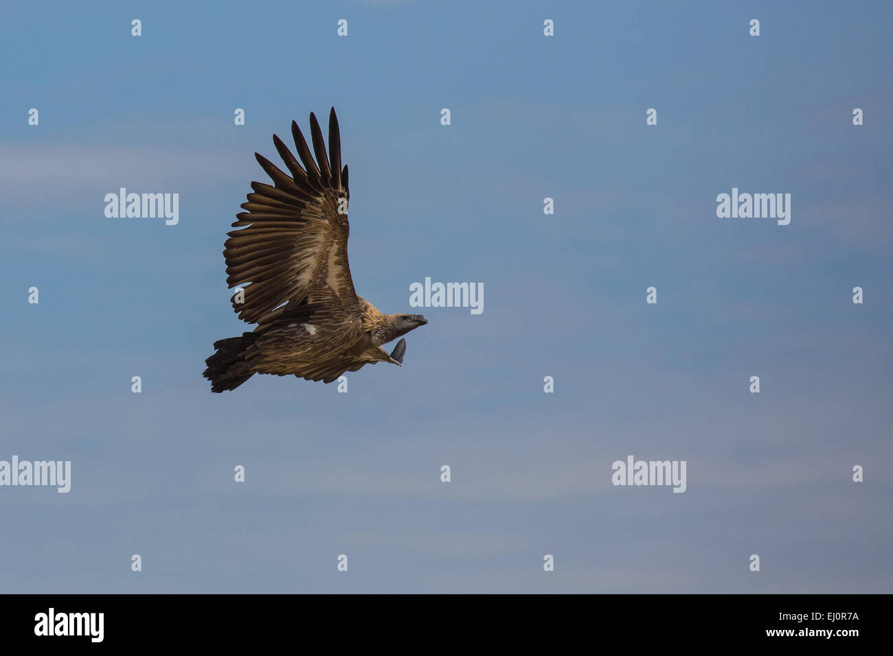 Africa, vulture, grab birds, travel, savanna, Serengeti, Tanzania, East ...