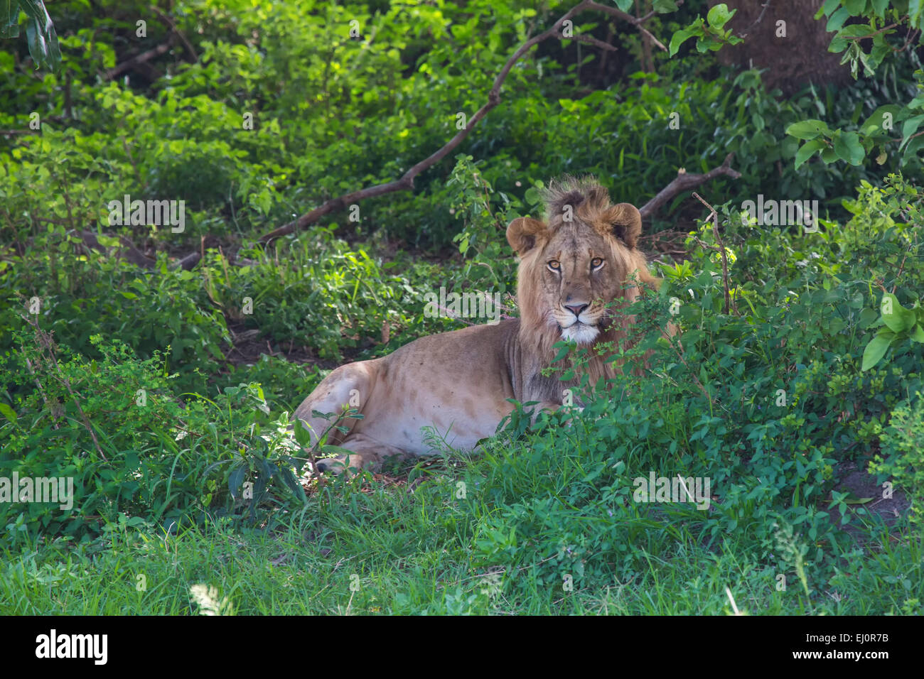 Africa, lion, panthera leo, travel, savanna, Serengeti, mammals ...