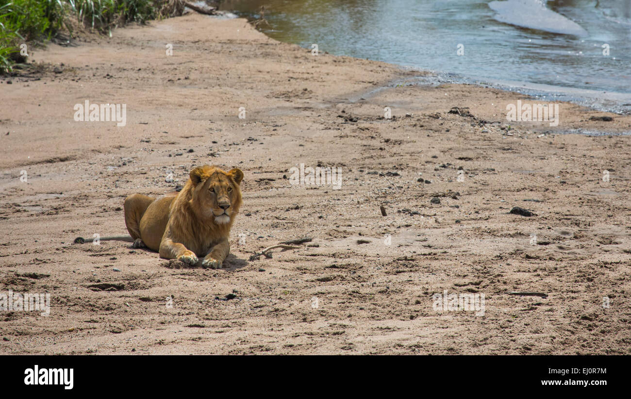 Africa, lion, panthera leo, travel, savanna, Serengeti, mammals ...