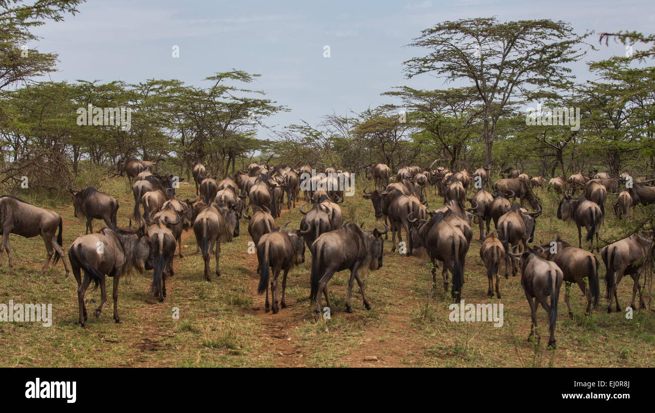 Africa, gnu, wildebeest, travel, savanna, Serengeti, mammals, Tanzania ...