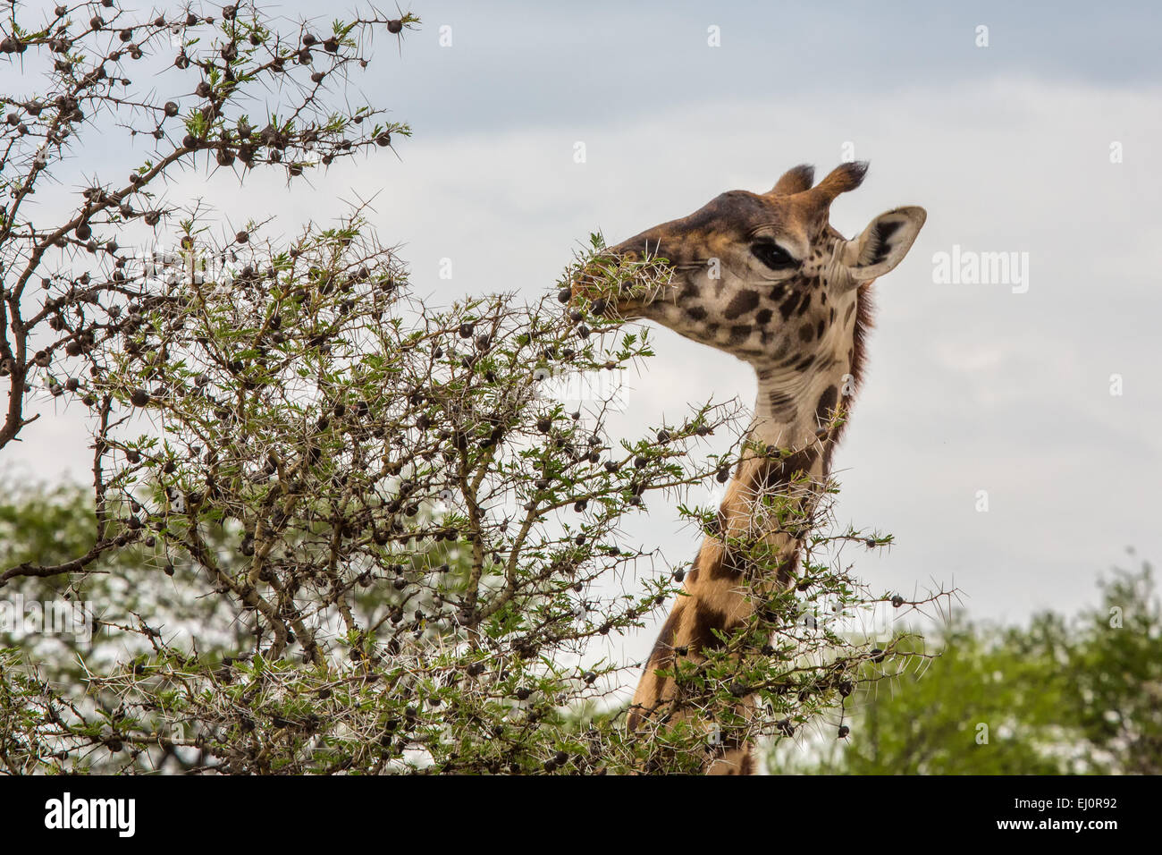 Africa, giraffe, giraffa camelopardalis, travel, savanna, Serengeti ...
