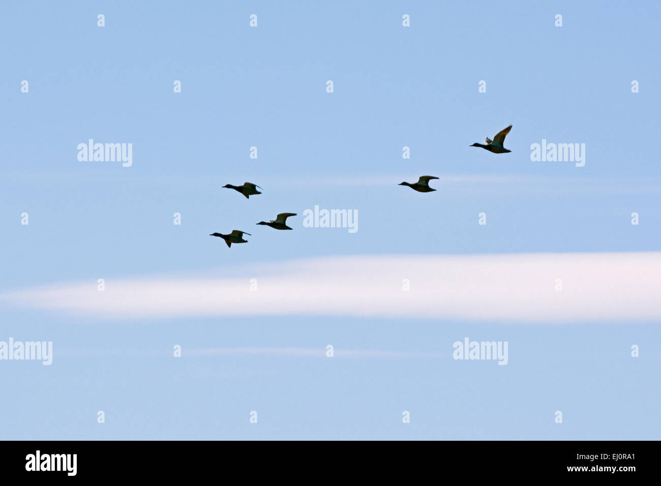 Group five 5 hi-res stock photography and images - Alamy