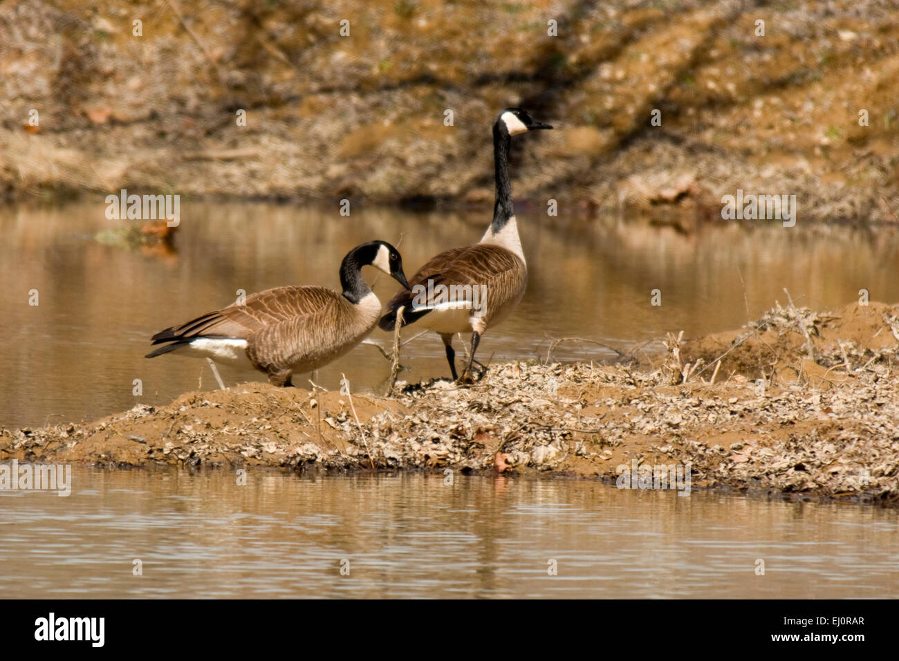Pair of canadian geese hi-res stock photography and images - Alamy