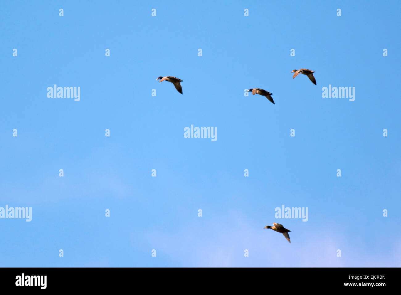 Group ducks flying cloudy hi-res stock photography and images - Alamy