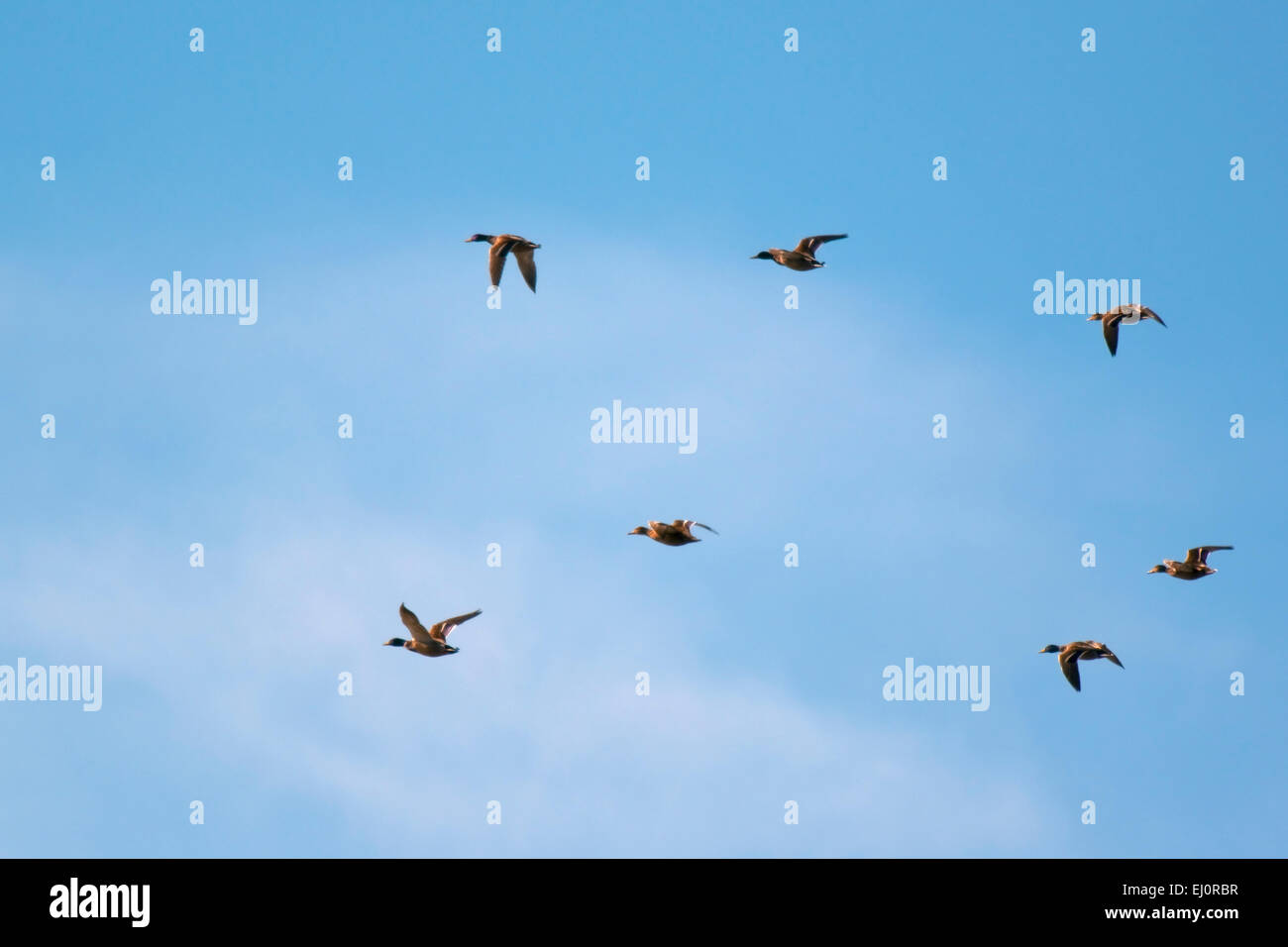 Group ducks flying cloudy hi-res stock photography and images - Alamy