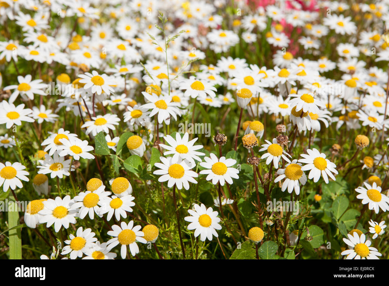 Early spring in extremadura hi-res stock photography and images - Alamy