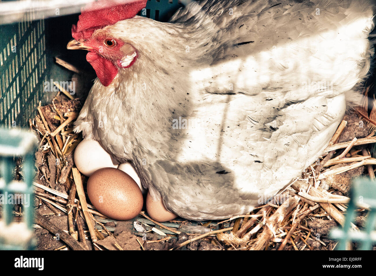 Domestic white hen with several fresh big eggs Stock Photo - Alamy