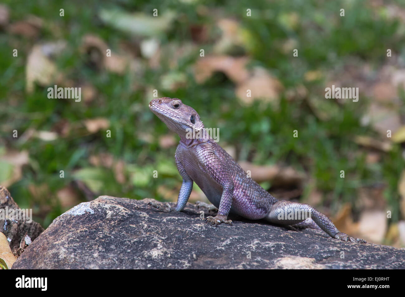 Agamas agamidae hi-res stock photography and images - Alamy
