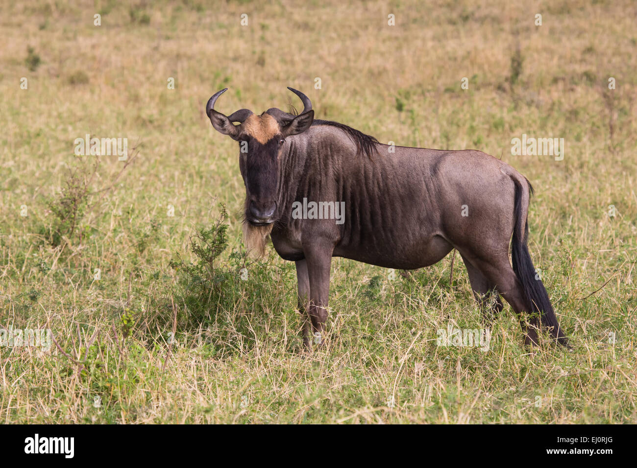 Africa, gnu, wildebeest, travel, savanna, Serengeti, mammals, Tanzania, East Africa, animals ...