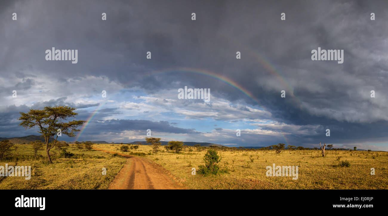 Rainbow acacia trees hi-res stock photography and images - Alamy