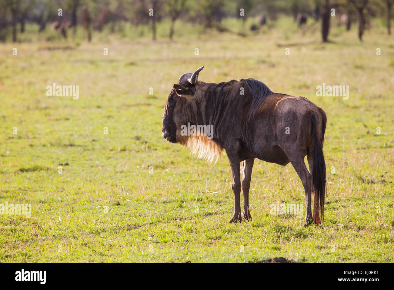 Africa, gnu, wildebeest, travel, savanna, Serengeti, mammals, Tanzania ...