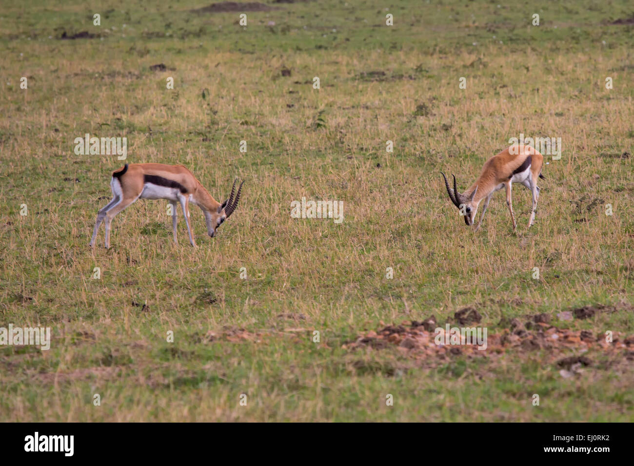 Africa, antelopes, travel, savanna, Serengeti, mammals, Tanzania, East ...