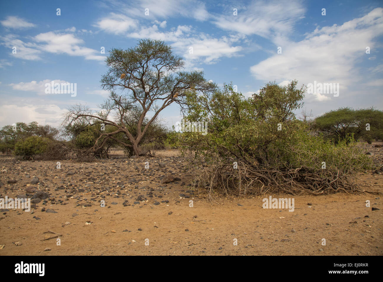 Africa, trees, scenery, landscape, travel, Rift Valley, Tanzania, East ...