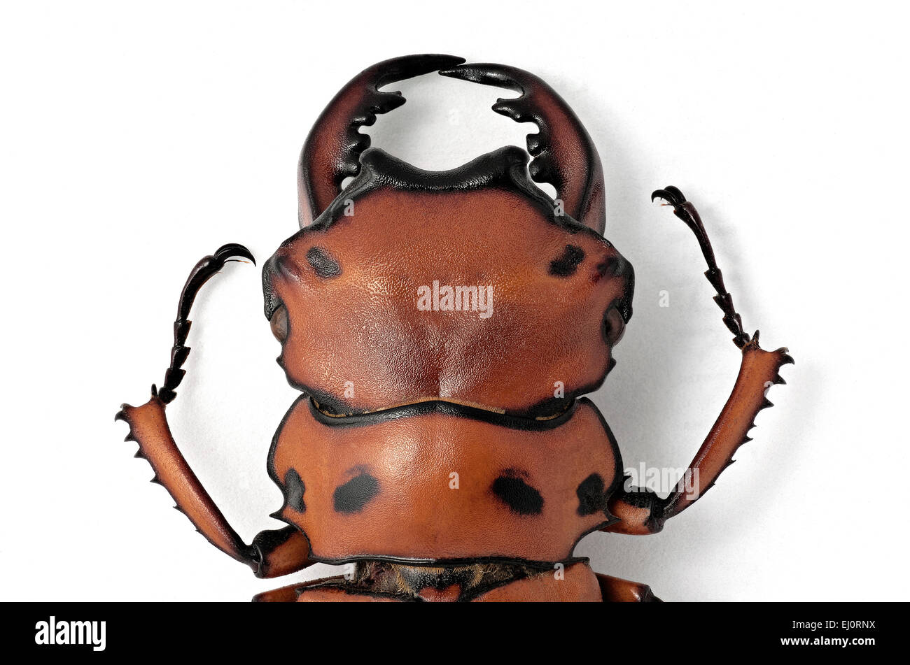 Homoderus mellyi hi-res stock photography and images - Alamy