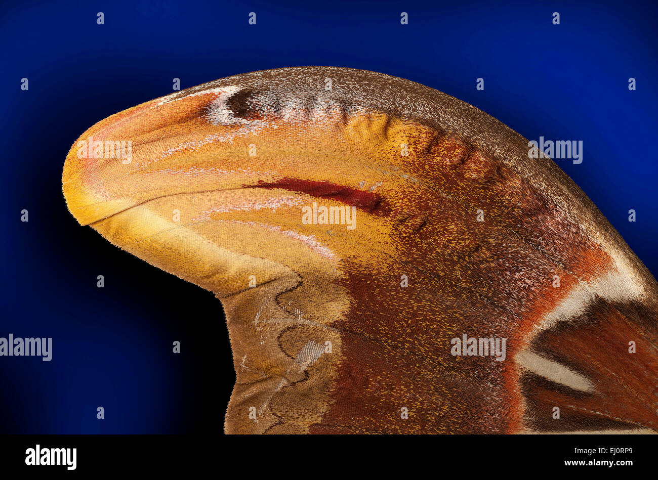 Attacus atlas, detail of a wing Stock Photo - Alamy