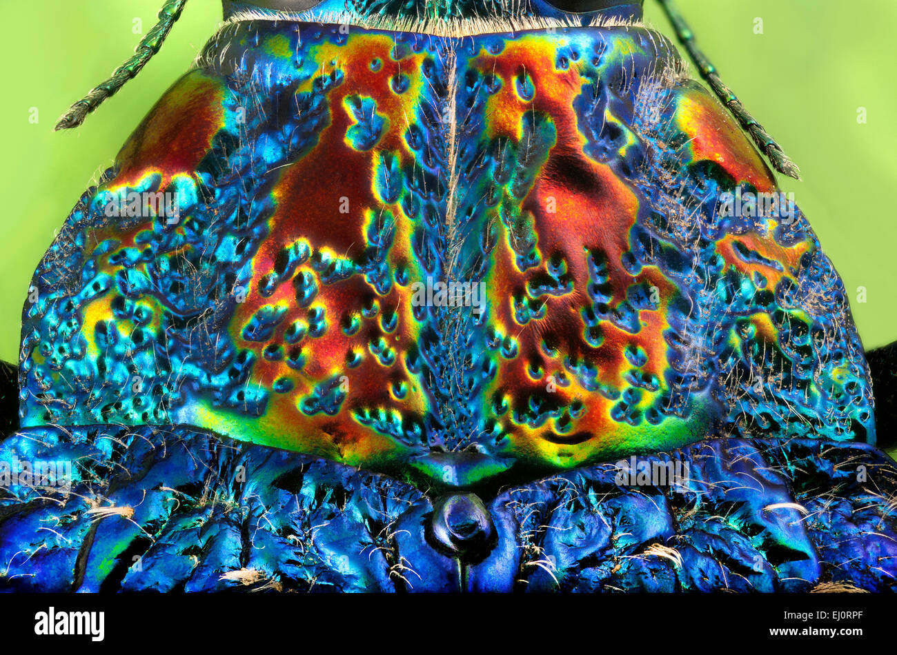 Pronotum hi-res stock photography and images - Alamy