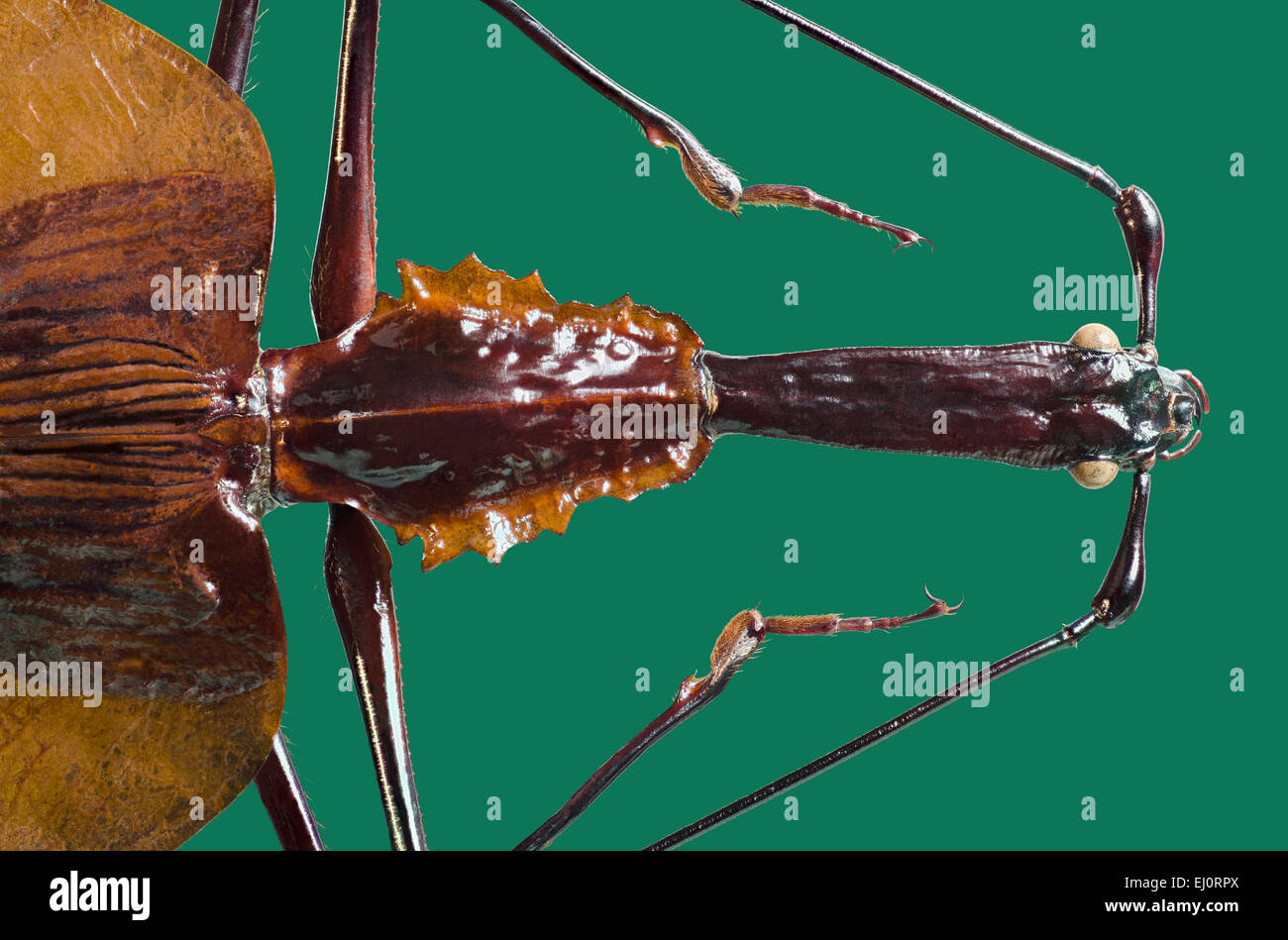 Mormolyce phyllodes, detail of the head Stock Photo - Alamy