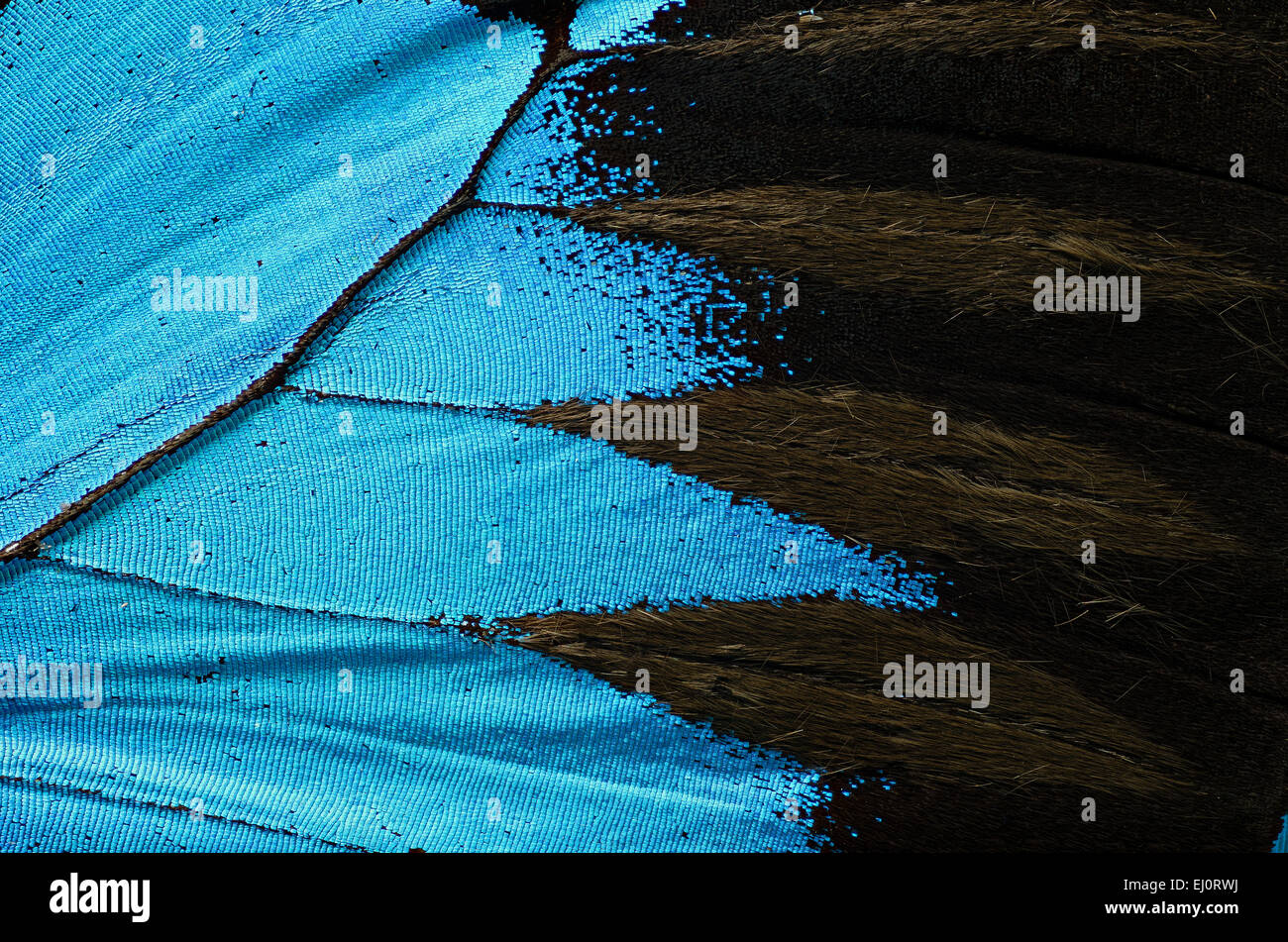 Papilio ulysses, detail of a wing Stock Photo - Alamy