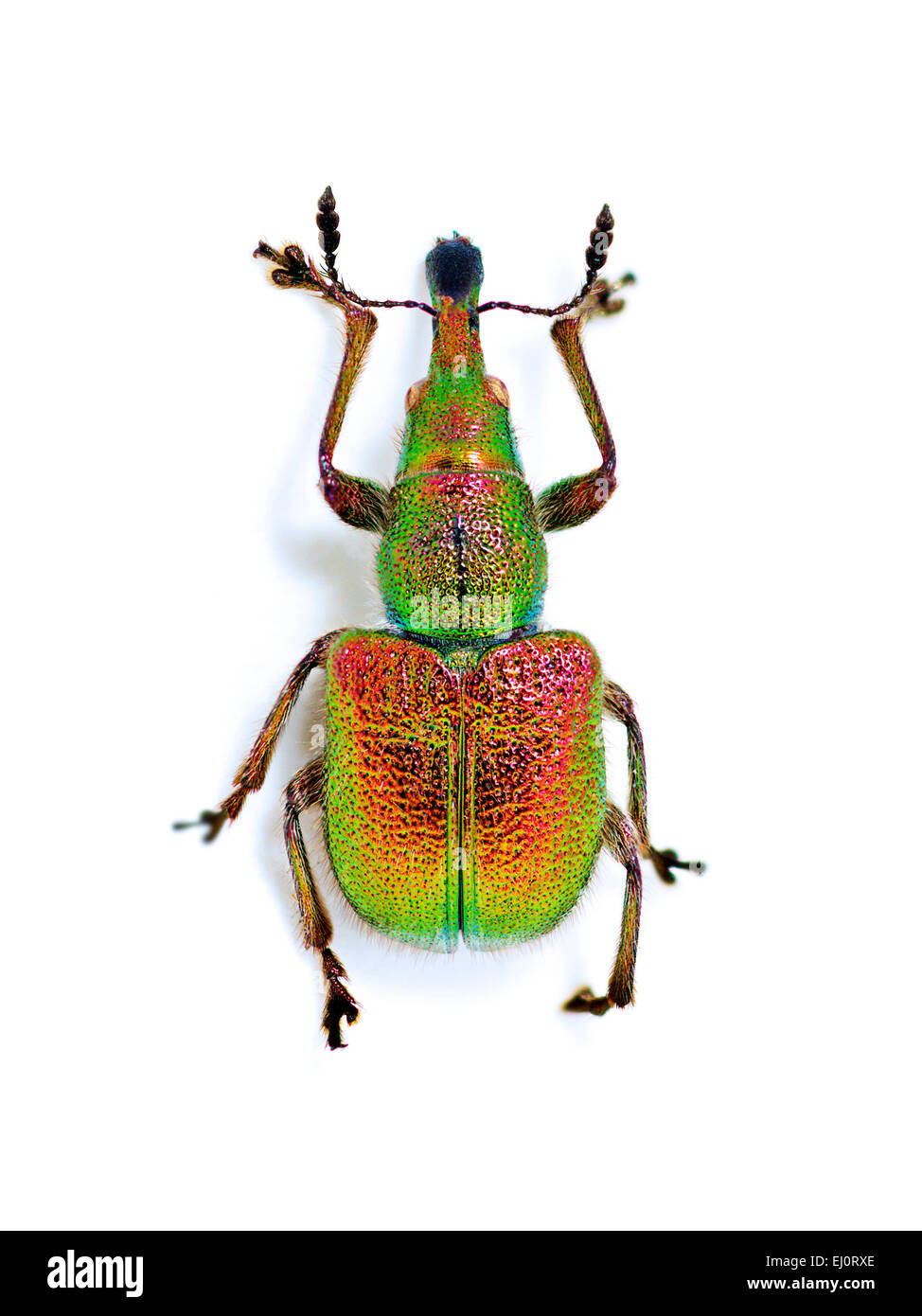 Rhynchites hi-res stock photography and images - Alamy