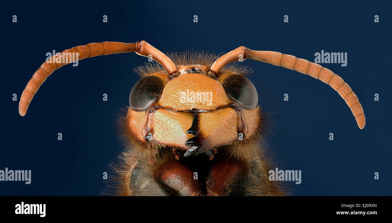 Vespa crabro, detail of the head Stock Photo - Alamy