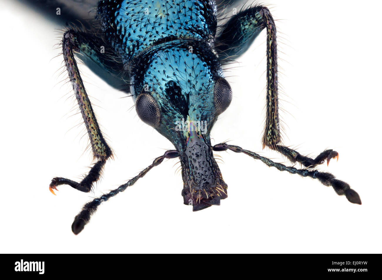 Weevil, front view Stock Photo - Alamy