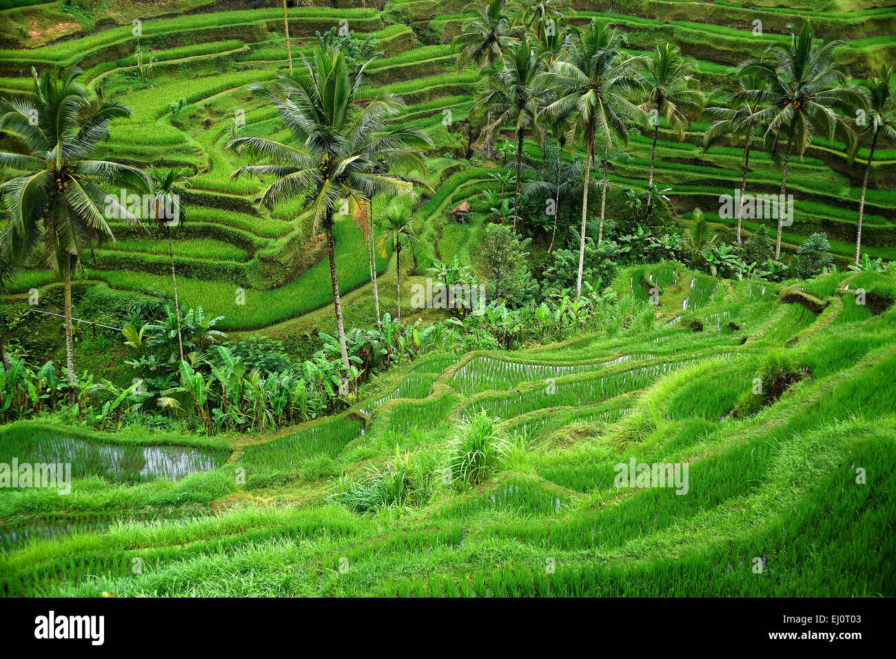 Rice terraces in Ubud, Bali island, Indonesia Stock Photo - Alamy