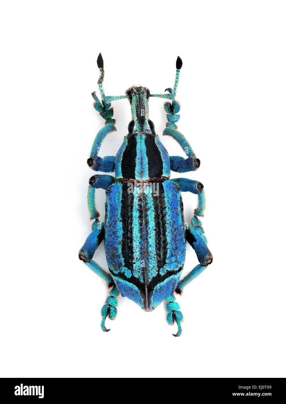 Eupholus bennetti Stock Photo - Alamy