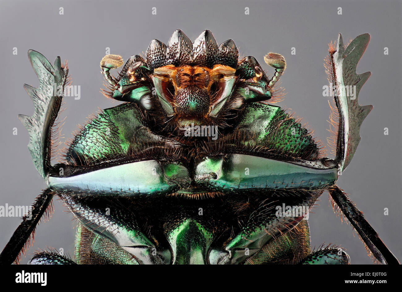 Kheper scarab hi-res stock photography and images - Alamy