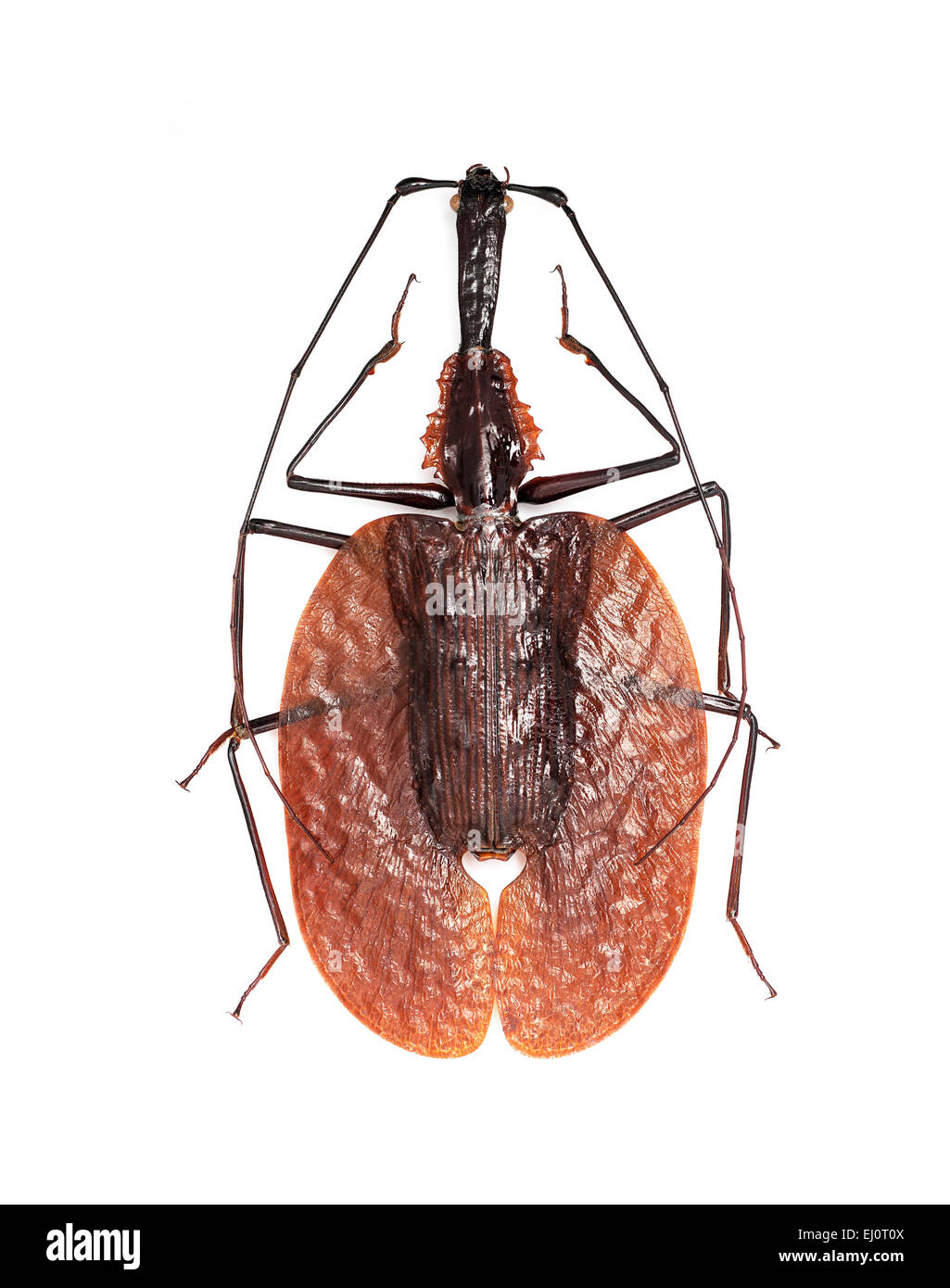 Mormolyce phyllodes hi-res stock photography and images - Alamy