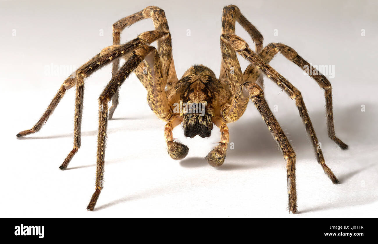 Jewel spider hi-res stock photography and images - Alamy