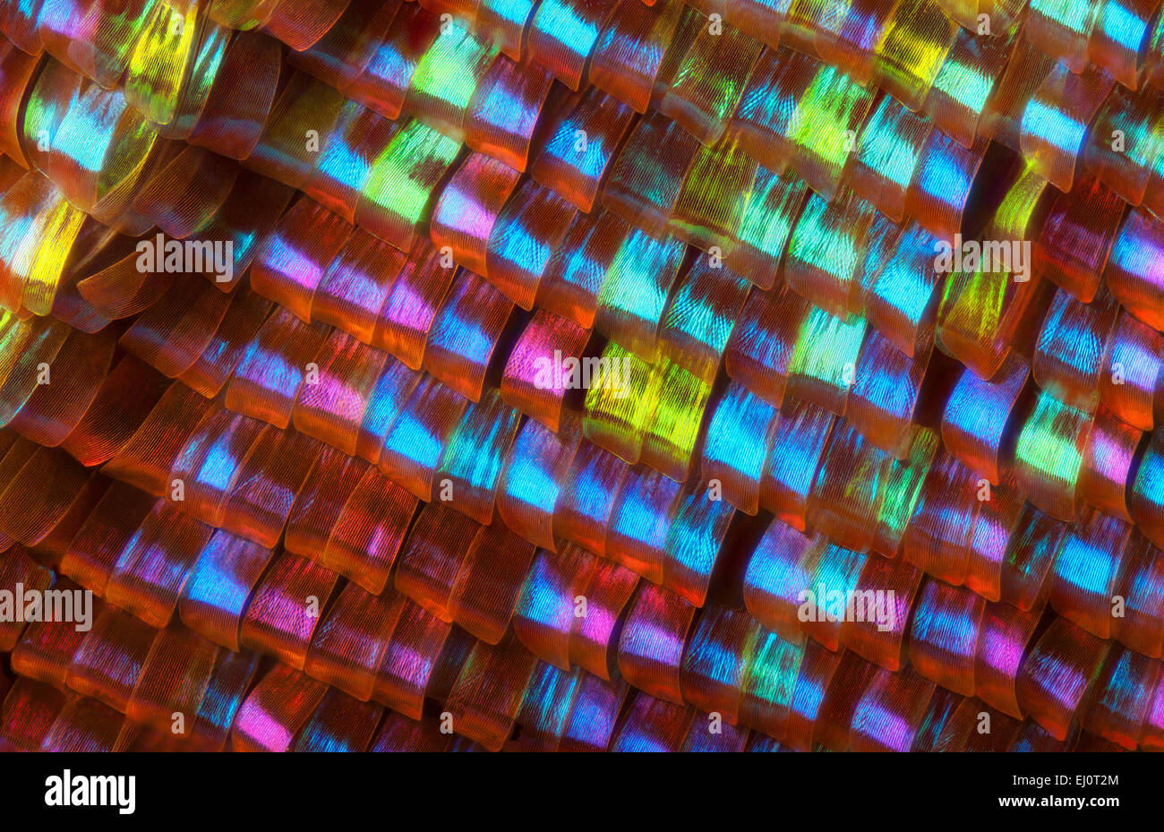Rows of scales hi-res stock photography and images - Alamy