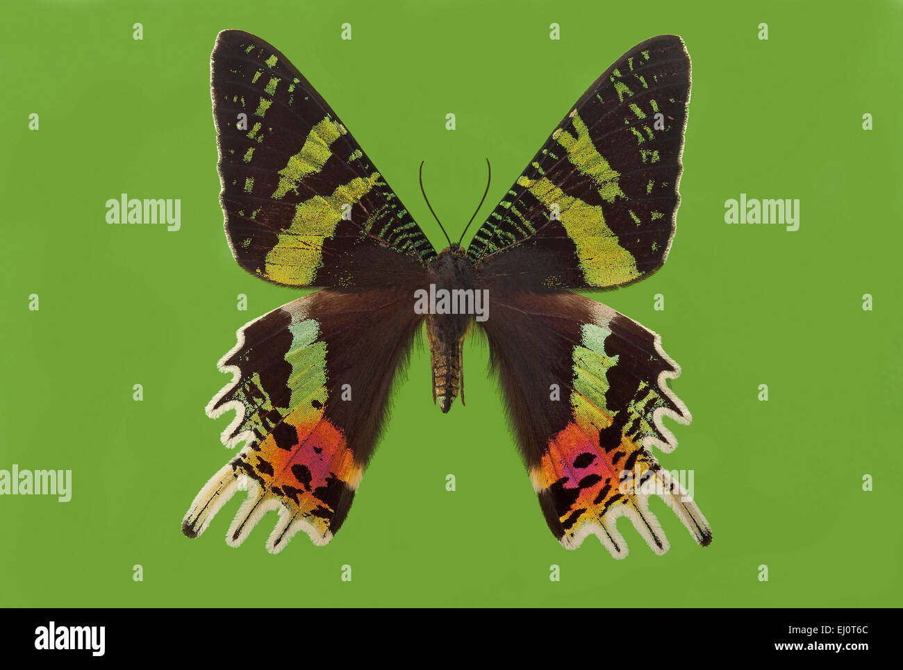 Urania ripheus hi-res stock photography and images - Alamy