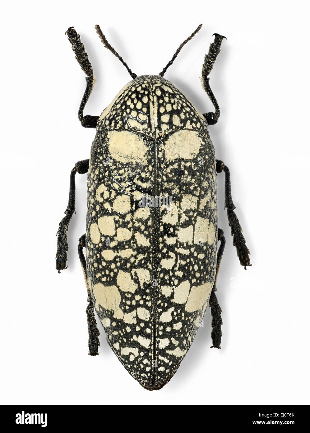 Polybothris hi-res stock photography and images - Alamy