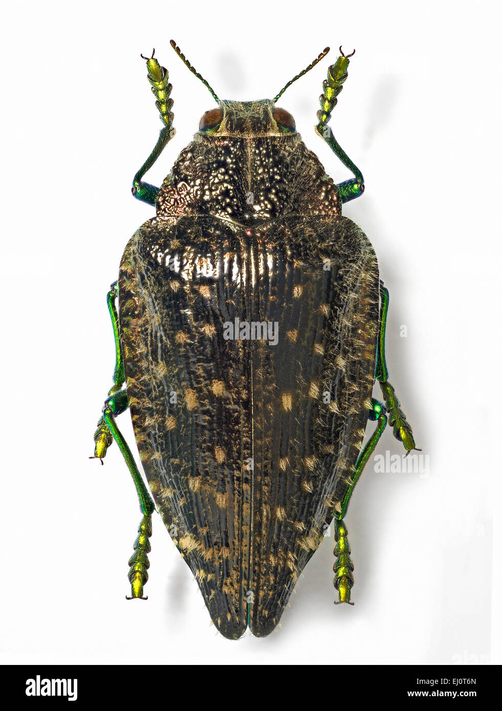 Polybothris hi-res stock photography and images - Alamy
