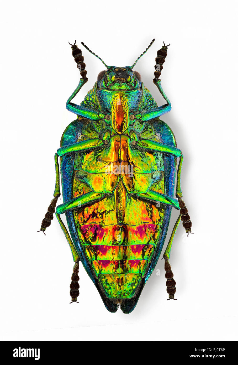Polybothris hi-res stock photography and images - Alamy
