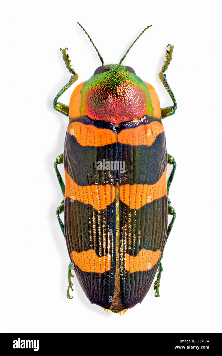 Australian jewel beetle Cut Out Stock Images & Pictures - Alamy