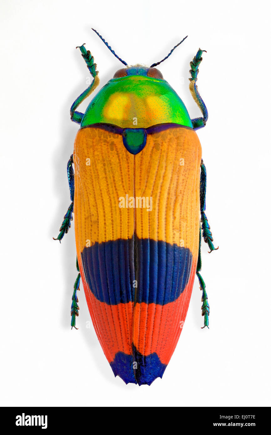 Ommatidia insect Cut Out Stock Images & Pictures - Alamy