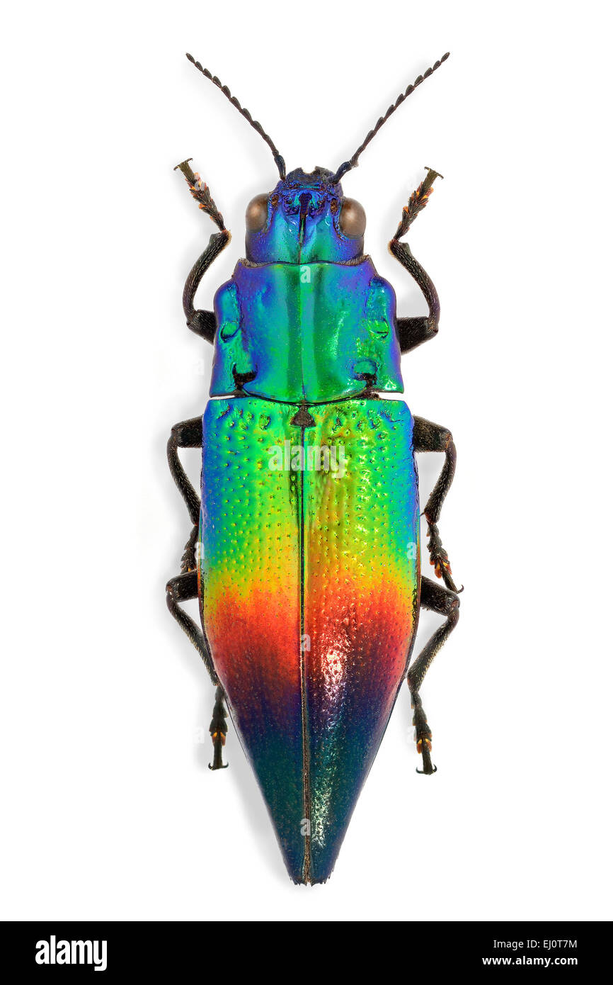 Ommatidia insect Cut Out Stock Images & Pictures - Alamy