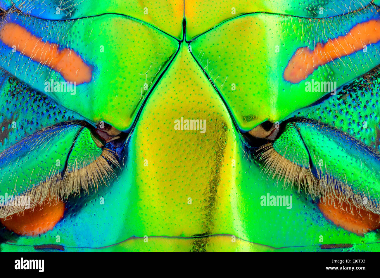 Calodema hi-res stock photography and images - Alamy