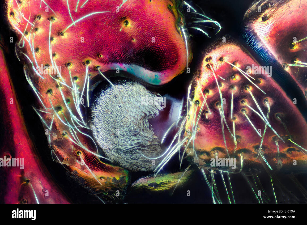 Polybothris hi-res stock photography and images - Alamy