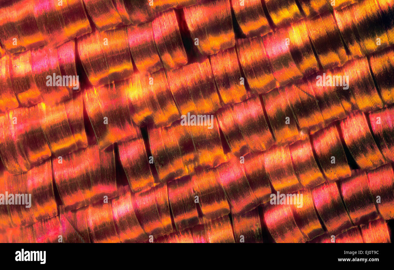 Urania Riphaeus High Resolution Stock Photography and Images - Alamy