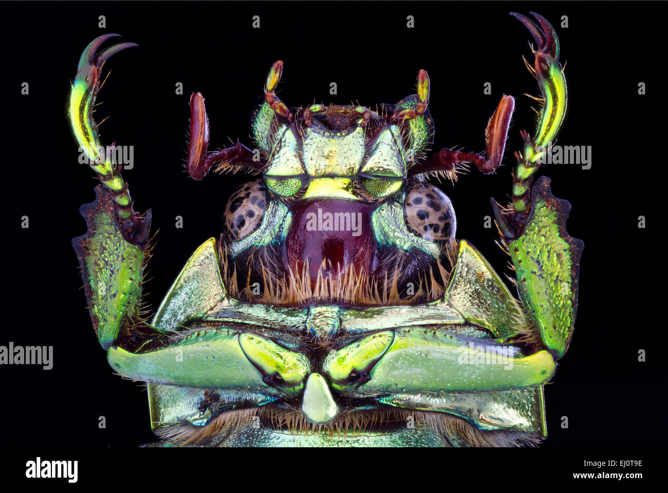 Chrysina hi-res stock photography and images - Alamy