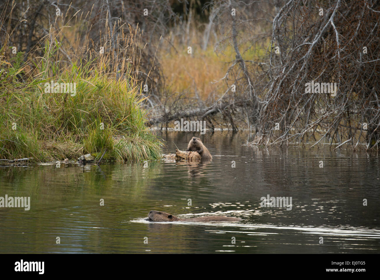 Snake river beaver hi-res stock photography and images - Alamy