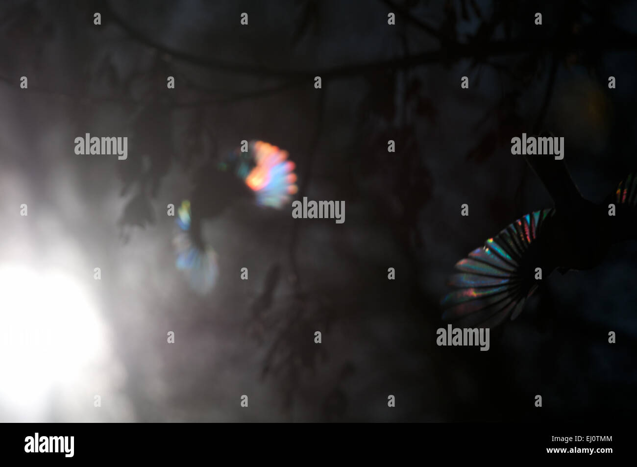 Blurred natural firebird in flight Stock Photo - Alamy