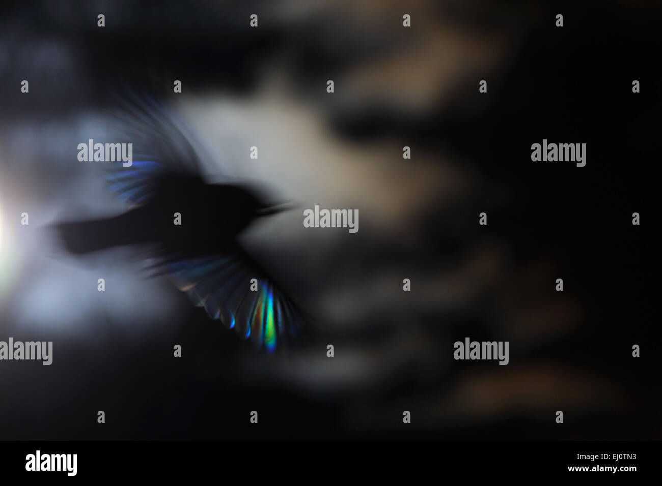 Blurred natural firebird in flight Stock Photo - Alamy