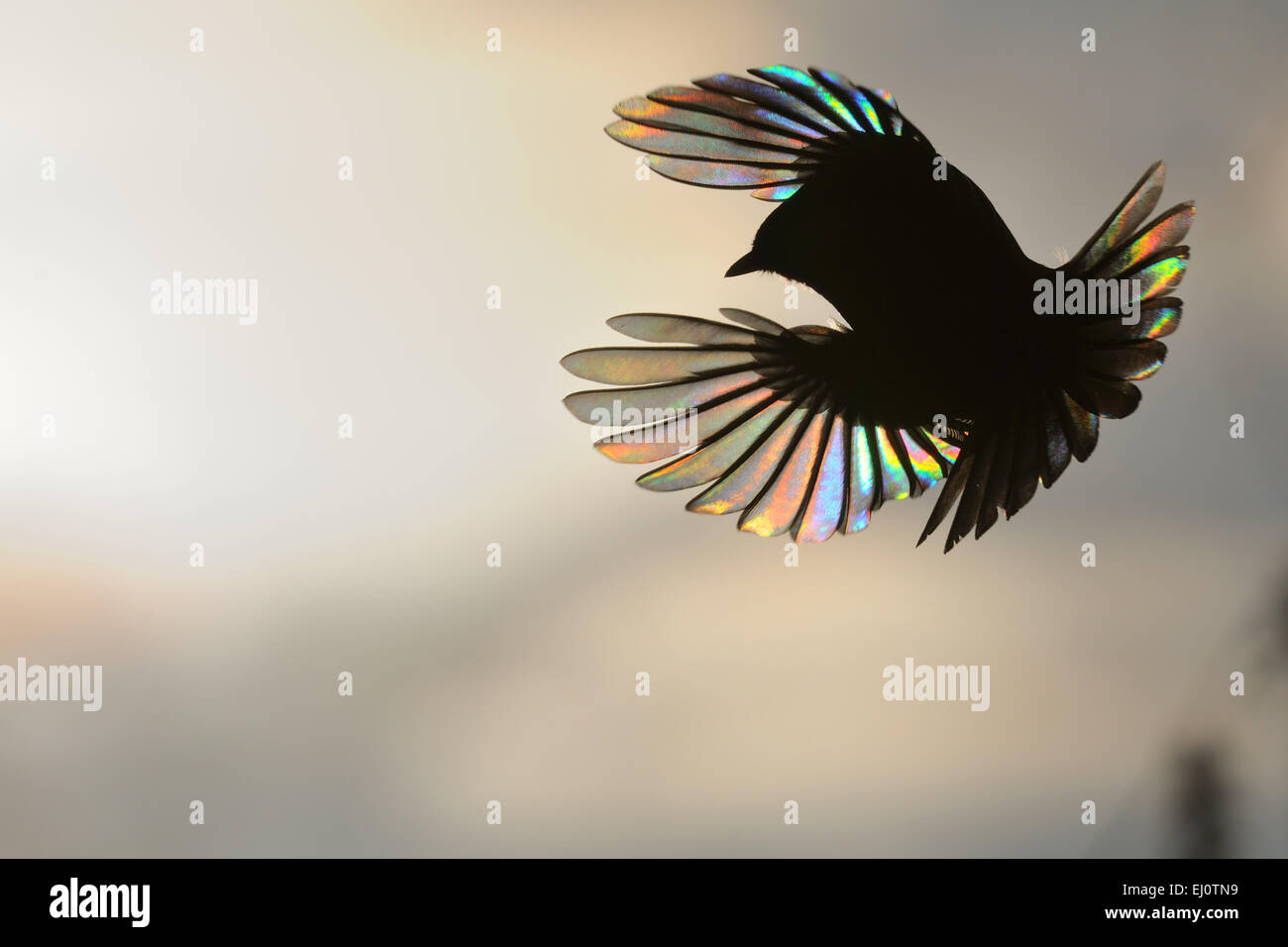 Flying natural firebird Stock Photo - Alamy