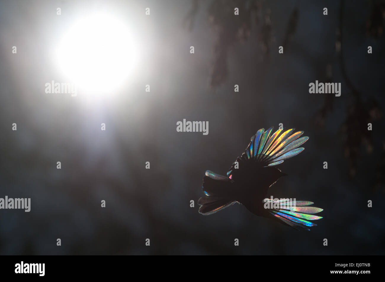 Flying natural firebird Stock Photo - Alamy